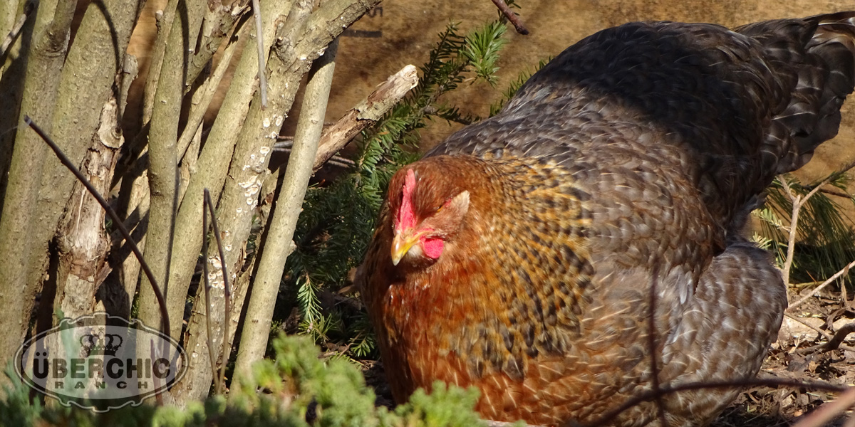 Bielefelder Chicken and Niederrheiner Chicken - Backyard Poultry